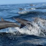 Dolphin Watching and Marine Life on the Coast of Oaxaca - Meeting Point and Timing