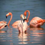 ECOSAFARI: Explore the mangroves, flamingos and crocodiles. - Wildlife Encounters and Birdwatching