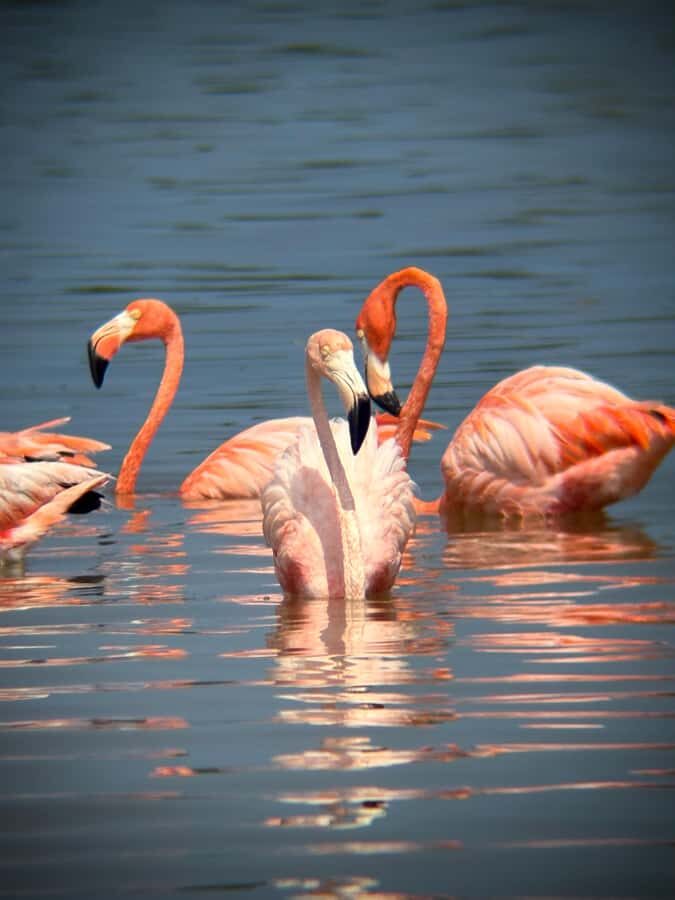 ECOSAFARI: Explore the mangroves, flamingos and crocodiles. - Wildlife Encounters and Birdwatching