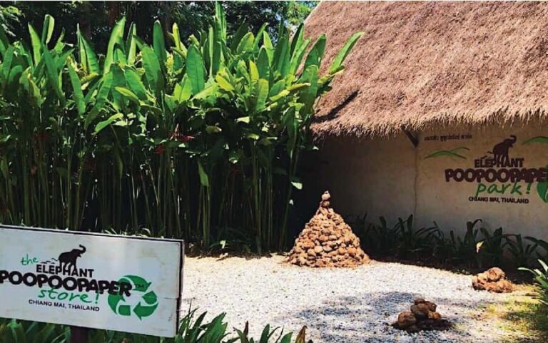 Elephant Poopoopaper Park Entry Ticket - The Experience: What You Can Expect