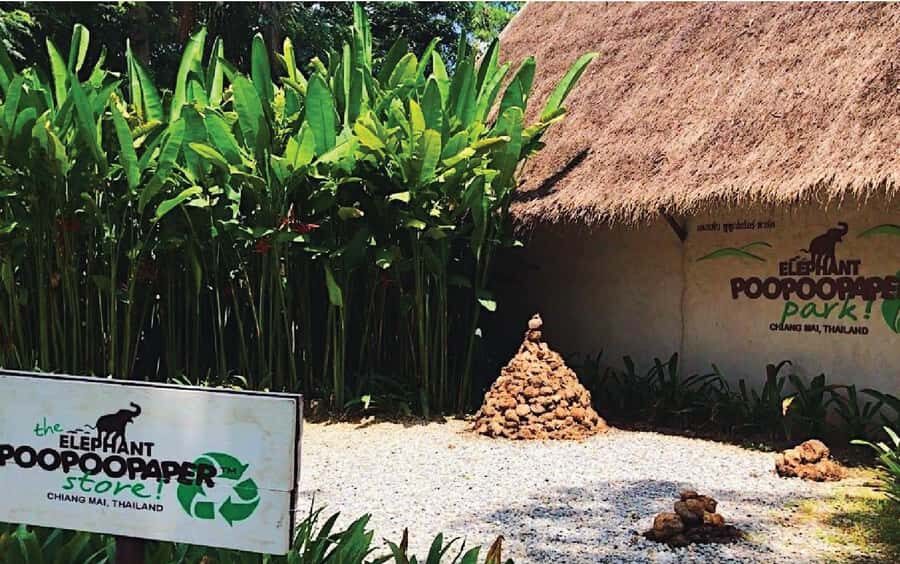 Elephant Poopoopaper Park Entry Ticket - The Experience: What You Can Expect