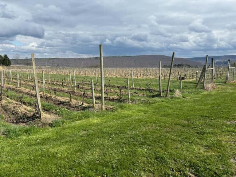 Farmington: Canandaigua Lake Wine Tasting Tour - What Makes This Tour Stand Out?