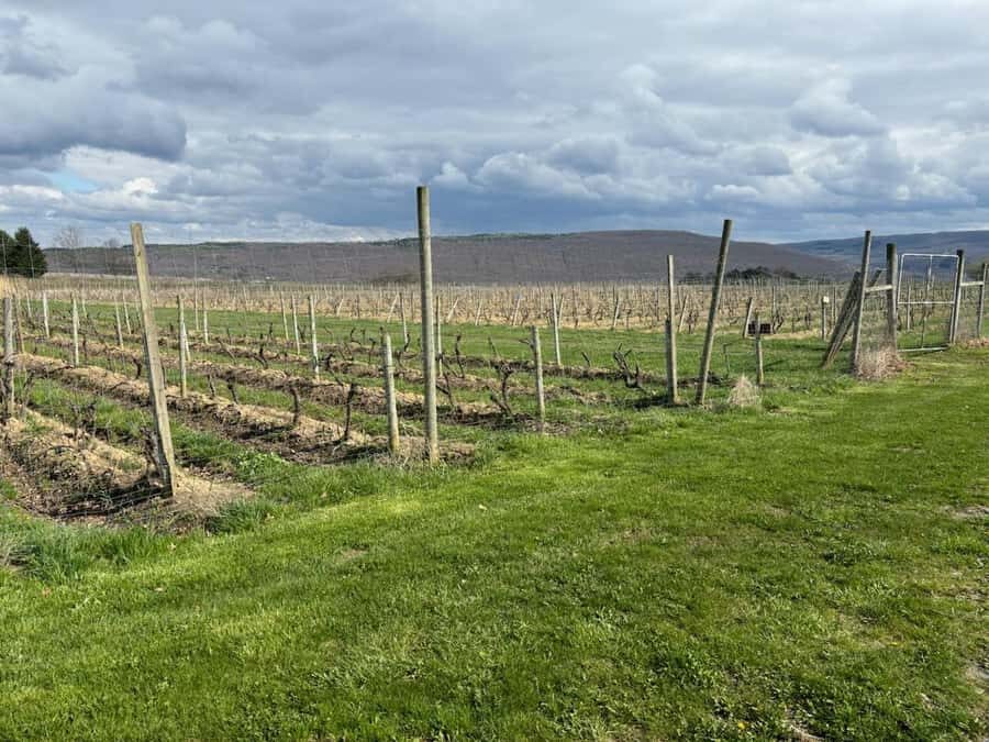 Farmington: Canandaigua Lake Wine Tasting Tour - What Makes This Tour Stand Out?