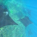 From Bali to Nusa Penida and Snorkel with Manta Ray + Lunch - The Practical Side: What to Expect