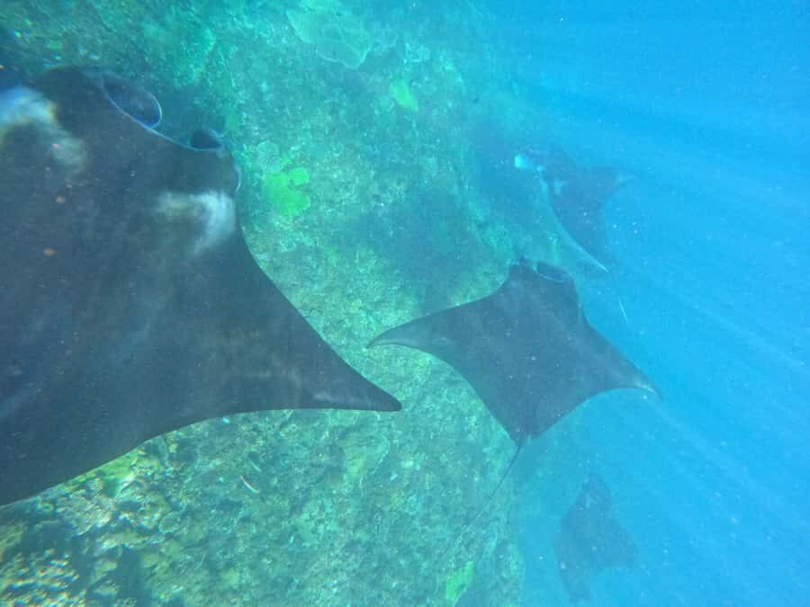 From Bali to Nusa Penida and Snorkel with Manta Ray + Lunch - The Practical Side: What to Expect