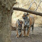 From Delhi 5 Days Private Golden Triangle Tour With Ranthambore - Practical Considerations