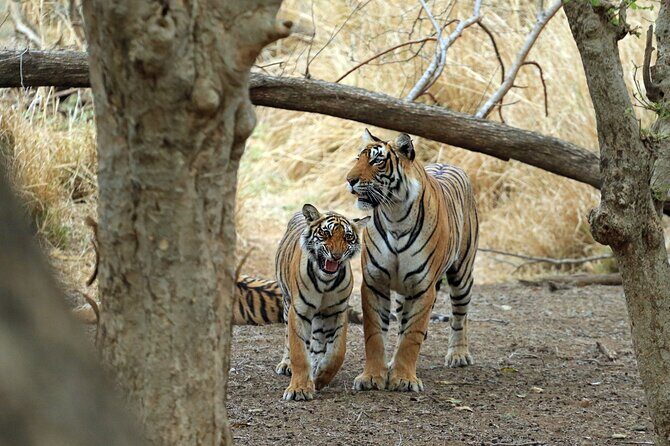 From Delhi 5 Days Private Golden Triangle Tour With Ranthambore - Practical Considerations