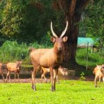 From Kuala Lumpur: Ultimate Perak Nature Expedition - Practical Details & Considerations