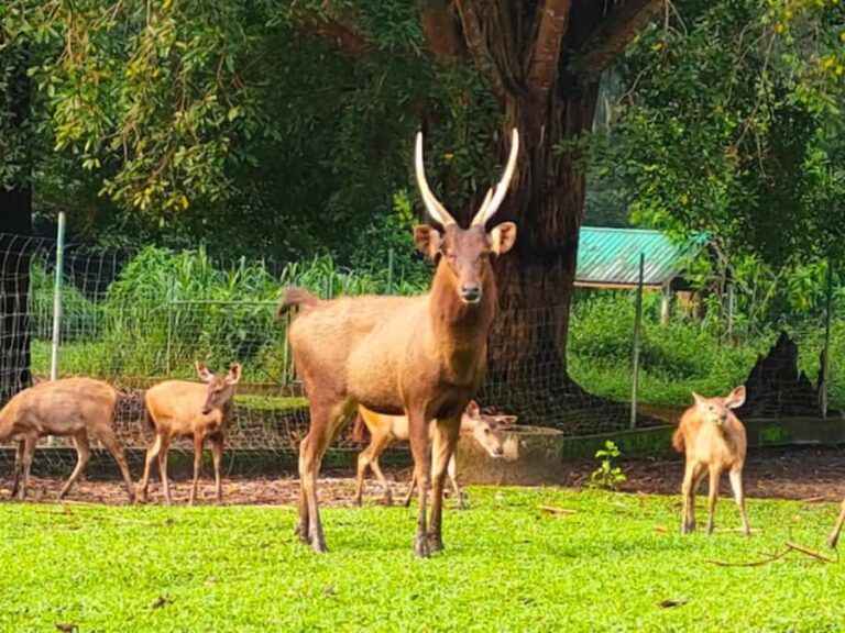 From Kuala Lumpur: Ultimate Perak Nature Expedition - Practical Details & Considerations