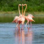 From Merida to Celestún: Biosphere, Flamingos & Beach Escape - Exploring the Itinerary in Detail