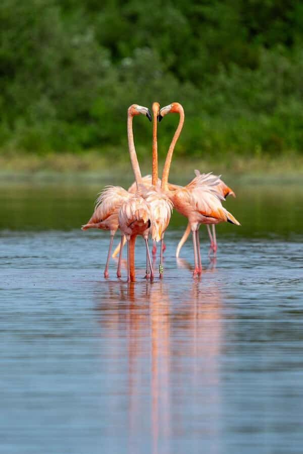 From Merida to Celestún: Biosphere, Flamingos & Beach Escape - Exploring the Itinerary in Detail