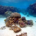 From Pattaya: Snorkeling or Beginner Scuba Diving Tour - Who Is This Tour Best For?