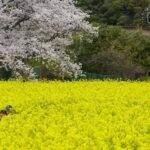 Fukuoka: Nokonoshima Island Guided Walking Tour - What Makes This Tour Stand Out