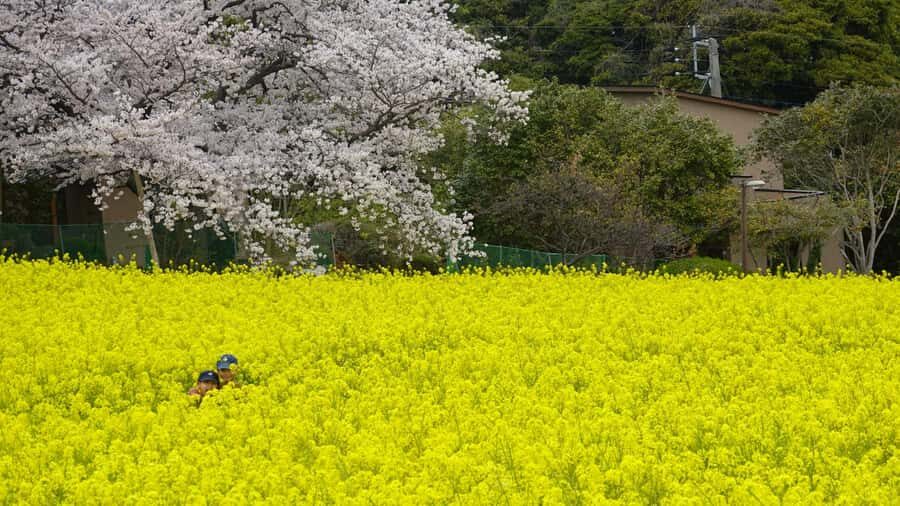 Fukuoka: Nokonoshima Island Guided Walking Tour - What Makes This Tour Stand Out