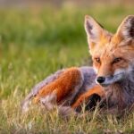 Full Day Guided Photo Tour in Yellowstone - The Sum Up: Is It Worth It?