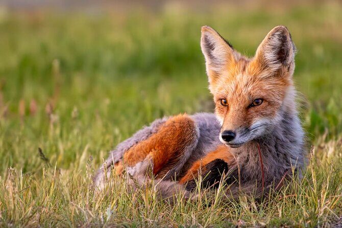 Full Day Guided Photo Tour in Yellowstone - The Sum Up: Is It Worth It?