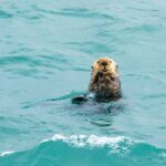 Glacier Bay: High Speed Catamaran Glacier & Wildlife Tour - Who Should Book?