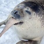 Hokkaido 1 Day Tour to Asahiyama Zoo, Blue Pond and Fairy Terrace - The Sum Up