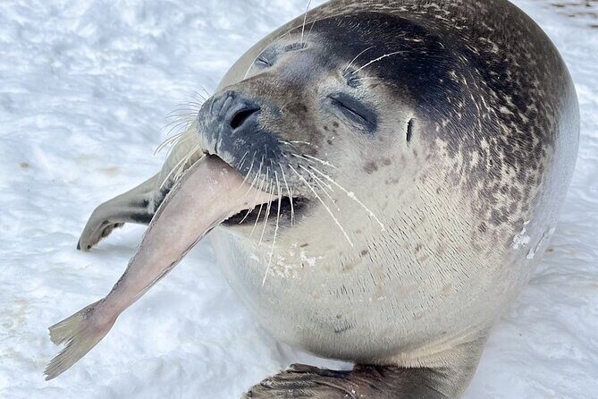 Hokkaido 1 Day Tour to Asahiyama Zoo, Blue Pond and Fairy Terrace - The Sum Up