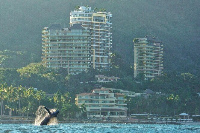 Humpback whale watching south of Puerto Vallarta - Who Should Consider This Tour?
