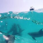 Key West: Dolphin Watch + Guided Snorkel with Honest Eco - Deep Dive into the Experience