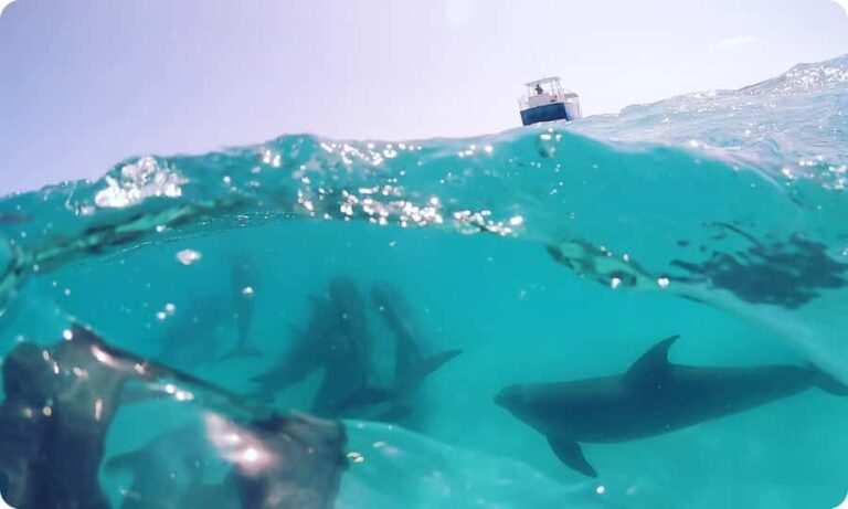 Key West: Dolphin Watch + Guided Snorkel with Honest Eco - Deep Dive into the Experience