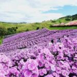 Khao Kho Private Tour from Bangkok | Thailand - What You Can Expect from the Experience