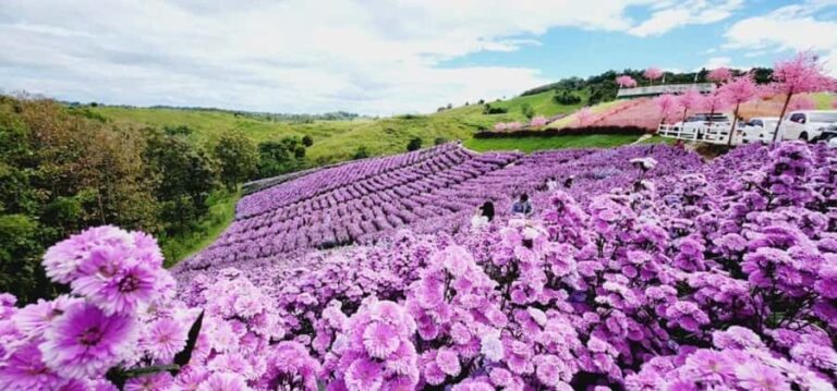 Khao Kho Private Tour from Bangkok | Thailand - What You Can Expect from the Experience