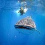 Lombok: 2-Day Whale Shark Tour to Sumbawa with Snorkeling - Transport & Logistics: What to Expect