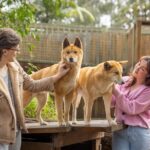 Lone Pine Koala Sanctuary Day Pass - FAQs About the Lone Pine Koala Sanctuary Day Pass