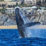 Majestic Whale Watching Tour in Cabo San Lucas - The Itinerary: A Closer Look at Each Stop