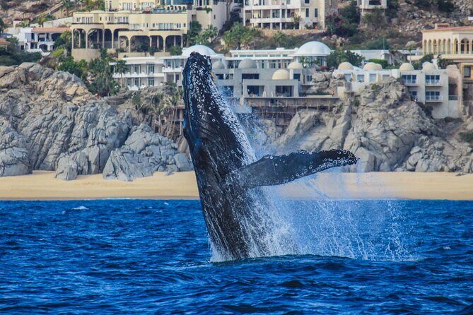 Majestic Whale Watching Tour in Cabo San Lucas - The Itinerary: A Closer Look at Each Stop