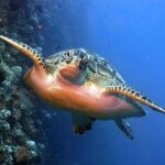 Maldives Snorkeling Tour to Explore 3 Coral Reef Wonders - What You Can Expect