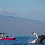 Maui: Epic Small Group Whale Watch - Who Will Love This Tour?