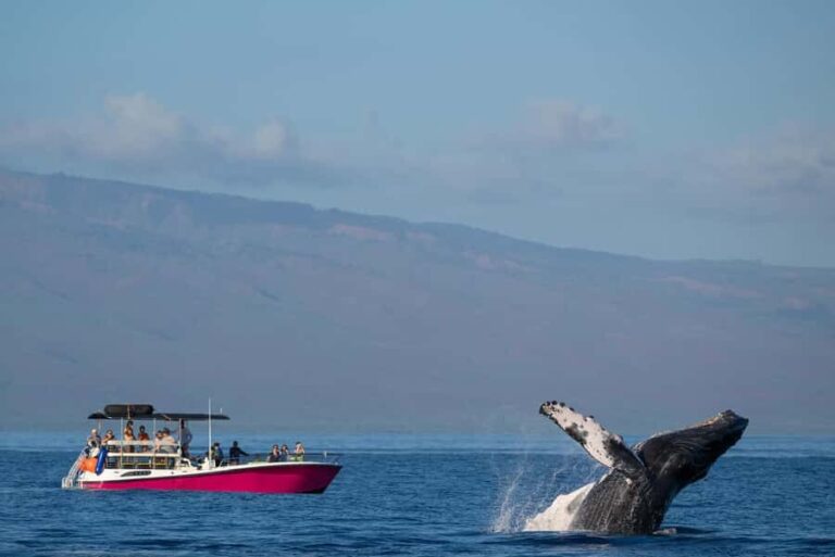 Maui: Epic Small Group Whale Watch - Who Will Love This Tour?