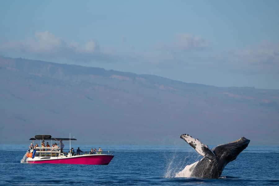 Maui: Epic Small Group Whale Watch - Who Will Love This Tour?