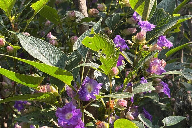 Mumbai Nature Trails Shilonda + Upper Kanheri + Gaimukh - Exploring Kanheri Caves and Gaimukh