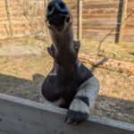 North Florida Wildlife Center General Admission - Why a Self-Guided Visit Works