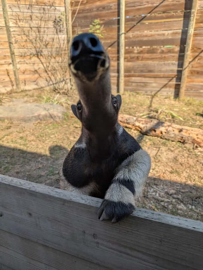 North Florida Wildlife Center General Admission - Why a Self-Guided Visit Works