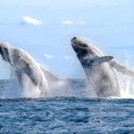 Oahu: Sunset Humpback Whale Watching Tour - The Itinerary: What to expect
