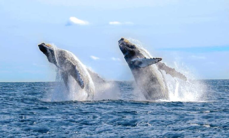Oahu: Sunset Humpback Whale Watching Tour - The Itinerary: What to expect