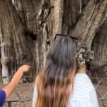 Oaxaca Vivo: Tapetes, Alebrijes Mezacal Monte Albán and more! - What’s Included and What to Expect