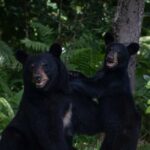 Orlando Wildlife Safari Hike with a Wildlife Photographer - What We Love About This Tour