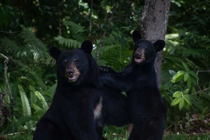Orlando Wildlife Safari Hike with a Wildlife Photographer - What We Love About This Tour