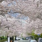 Private Day Trip From Busan to Nearby Cherry Blossom Hotspots - A Day in the Life: Exploring Busan’s Cherry Blossoms