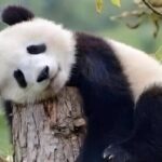Private Day Trip to Panda Base - The Itinerary in Detail