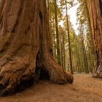 Sequoia National Park: Giant Forest Hike with Naturalist - What to Expect from the Experience