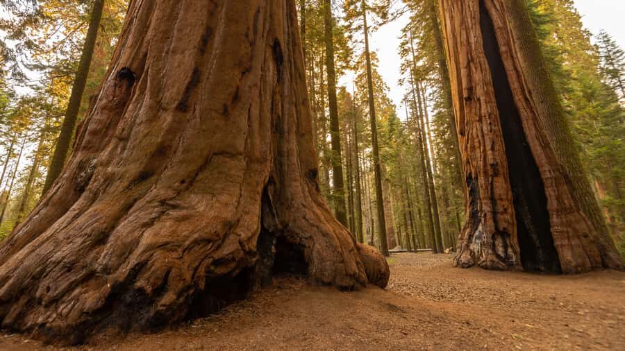 Sequoia National Park: Giant Forest Hike with Naturalist - What to Expect from the Experience