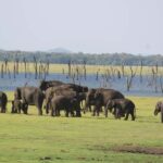 Sigiriya: Kaudulla National Park Safari  Elephants & Birds - What to Expect: The Itinerary in Detail