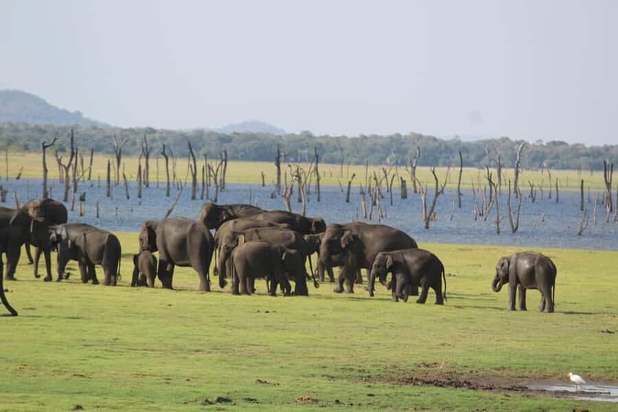 Sigiriya: Kaudulla National Park Safari Elephants & Birds - What to Expect: The Itinerary in Detail